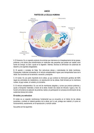 SESIÓN CIENCIA - LAS PARTES CÉLULA HUMANA.docx