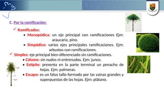 SESIÓN DE APRENDIZAJE_4_U5_IDENTIFICAMOS LAS CARACTERÍSTICAS DEL TALLO.pptx