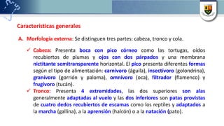 SESIÓN DE APRENDIZAJE_5_U7_DESCRIBE LAS CARACTERÍSTICAS DE LAS AVES.pdf