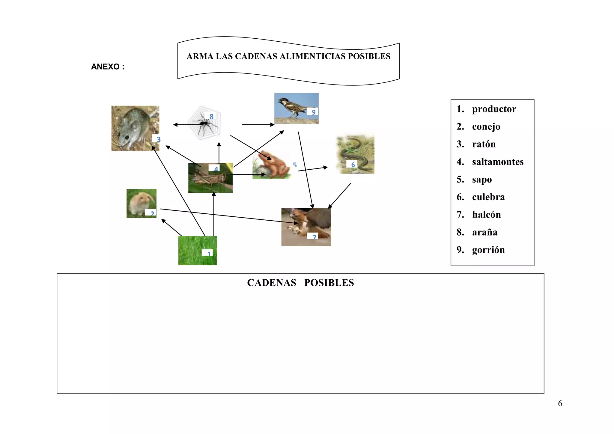 Sesión de aprendizaje cadenas alimenticias | DOCX