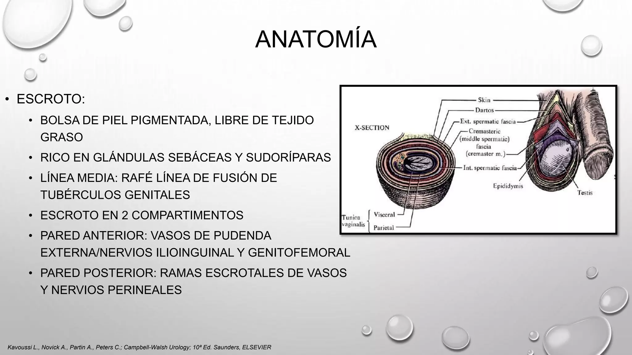 Sesión de Rayos X/Urología Enfermedades de Escroto y Testículo | PPTX