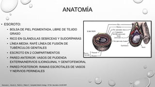 Sesión de Rayos X/Urología Enfermedades de Escroto y Testículo | PPTX