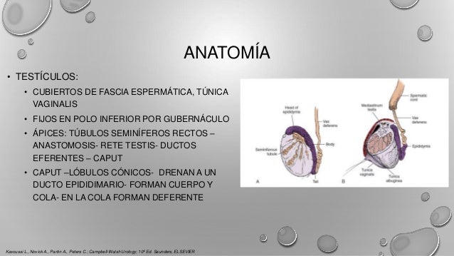 Enfermedades En El Escroto Imagen