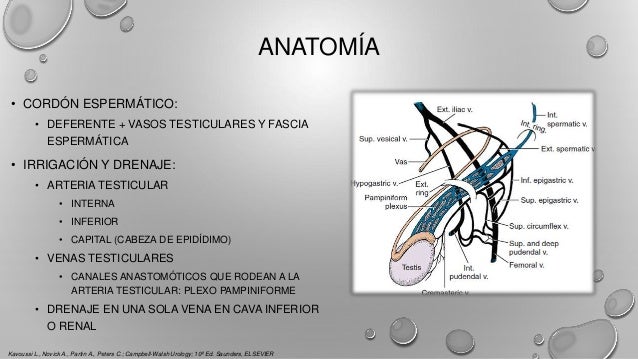 Sesión de Rayos X/Urología Enfermedades de Escroto y Testículo