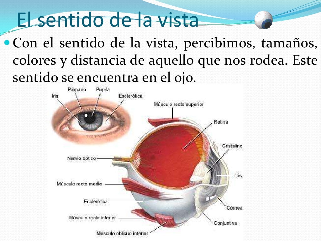 Sesión sentido de la vista