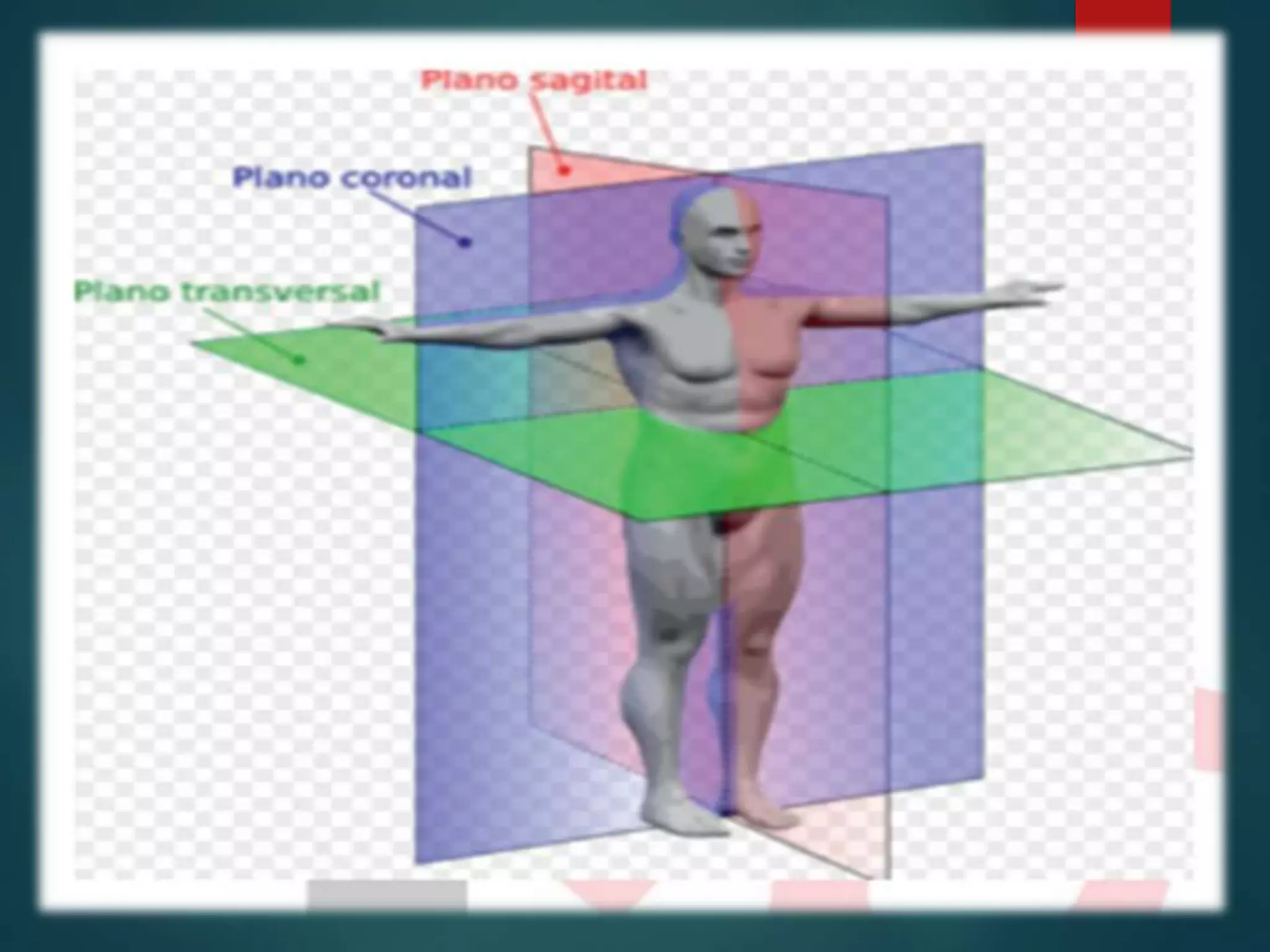 PLANOS EJES ANATOMICOS – HUESOS DEL CRANEO Y DE LA CARA. BASE, BÓVEDA Y ...