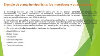 Sesion 14_plantas párasitas ENFERMEDADES ABIOTICAS EN FITOPATOLOGIA | PDF
