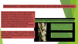 Sesion 14_plantas párasitas ENFERMEDADES ABIOTICAS EN FITOPATOLOGIA | PDF