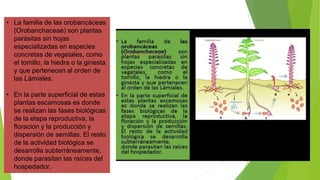 Sesion 14_plantas párasitas ENFERMEDADES ABIOTICAS EN FITOPATOLOGIA | PDF