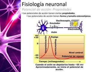 Sesion6 fisiologia neuronal | PPTX