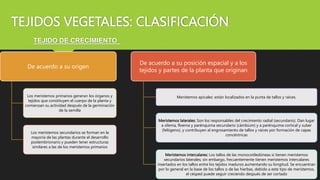 sesion 7 - TEJIDOS VEGETALES.pptx