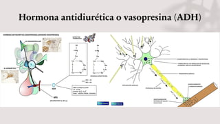 Patología ADH. Diabetes insípida y SIADH | PDF