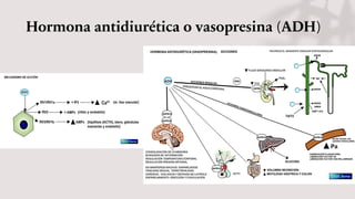 Patología ADH. Diabetes insípida y SIADH | PDF