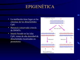 sesion metilacion doctorado Jesus Mendez.ppt