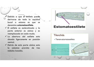 SesionN05Sistemadigestivodelosnematodos (1).pdf