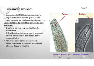 SesionN05Sistemadigestivodelosnematodos (1).pdf