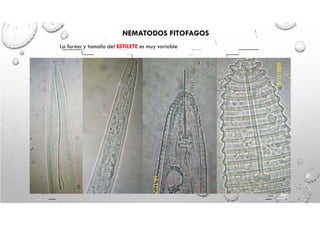 SesionN05Sistemadigestivodelosnematodos (1).pdf