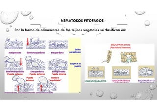 SesionN05Sistemadigestivodelosnematodos (1).pdf