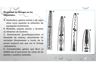 SesionN05Sistemadigestivodelosnematodos (1).pdf