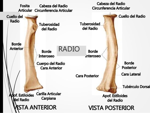 Sesion radiologica codo antebrazo