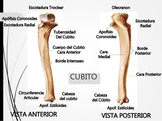 Sesion radiologica codo antebrazo