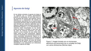 SESION TEÓRICA 03 - Sistema de endomembranas (1).pptx