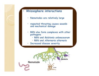 Sess08 7 lucy moleleki soft rot enterobacteria and root knot nematodes ...