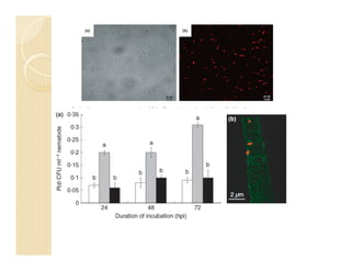 Sess08 7 lucy moleleki soft rot enterobacteria and root knot nematodes ...