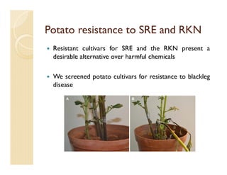 Sess08 7 lucy moleleki soft rot enterobacteria and root knot nematodes ...