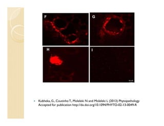 Sess08 7 lucy moleleki soft rot enterobacteria and root knot nematodes ...