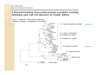 Sess08 7 lucy moleleki soft rot enterobacteria and root knot nematodes ...