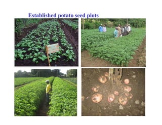 Sess10 1 z.m. kinyua adaptation and improvement of the seed-plot ...