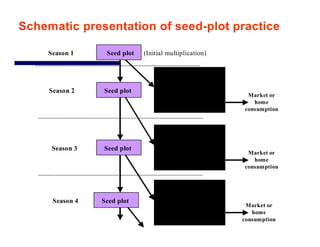 Sess10 1 z.m. kinyua adaptation and improvement of the seed-plot technique in smallholder potato ...