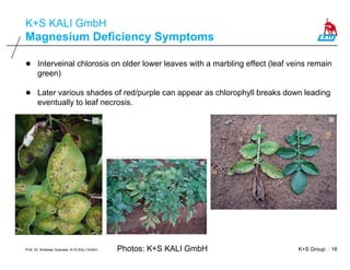 Sess11 3 professor dr andreas gransee – how potassium and magnesium ...