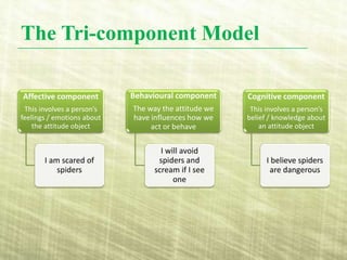 Consumer Attitudes and Beliefs | PPTX