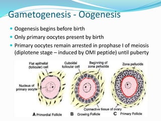 Embryology Course I - Introduction, Gametogenesis, Implantation | PPTX