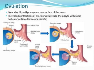 Embryology Course I - Introduction, Gametogenesis, Implantation | PPTX