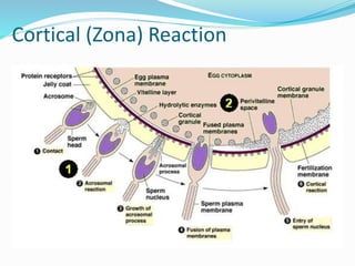 Embryology Course I - Introduction, Gametogenesis, Implantation | PPTX