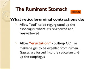 Orientation & Animal Classifications | PPT