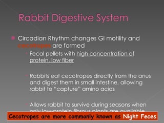 Session 10 Lagomorphs And Rodents | PPT