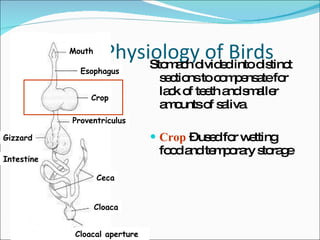Session 11 Avian And Snake Nutrition | PPT
