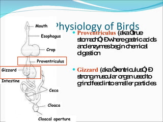 Session 11 Avian And Snake Nutrition | PPT