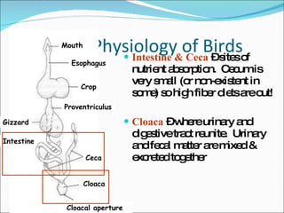Session 11 Avian And Snake Nutrition | PPT