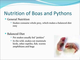 Avian & Snake Nutrition | PPT