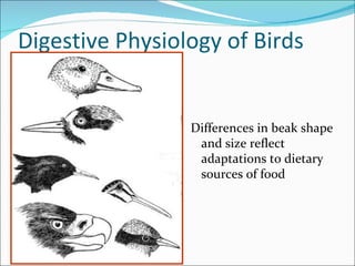 Avian & Snake Nutrition | PPT