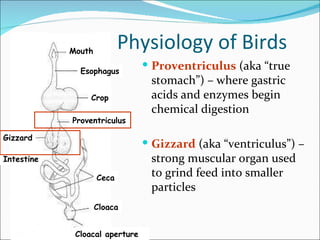 Avian & Snake Nutrition | PPT