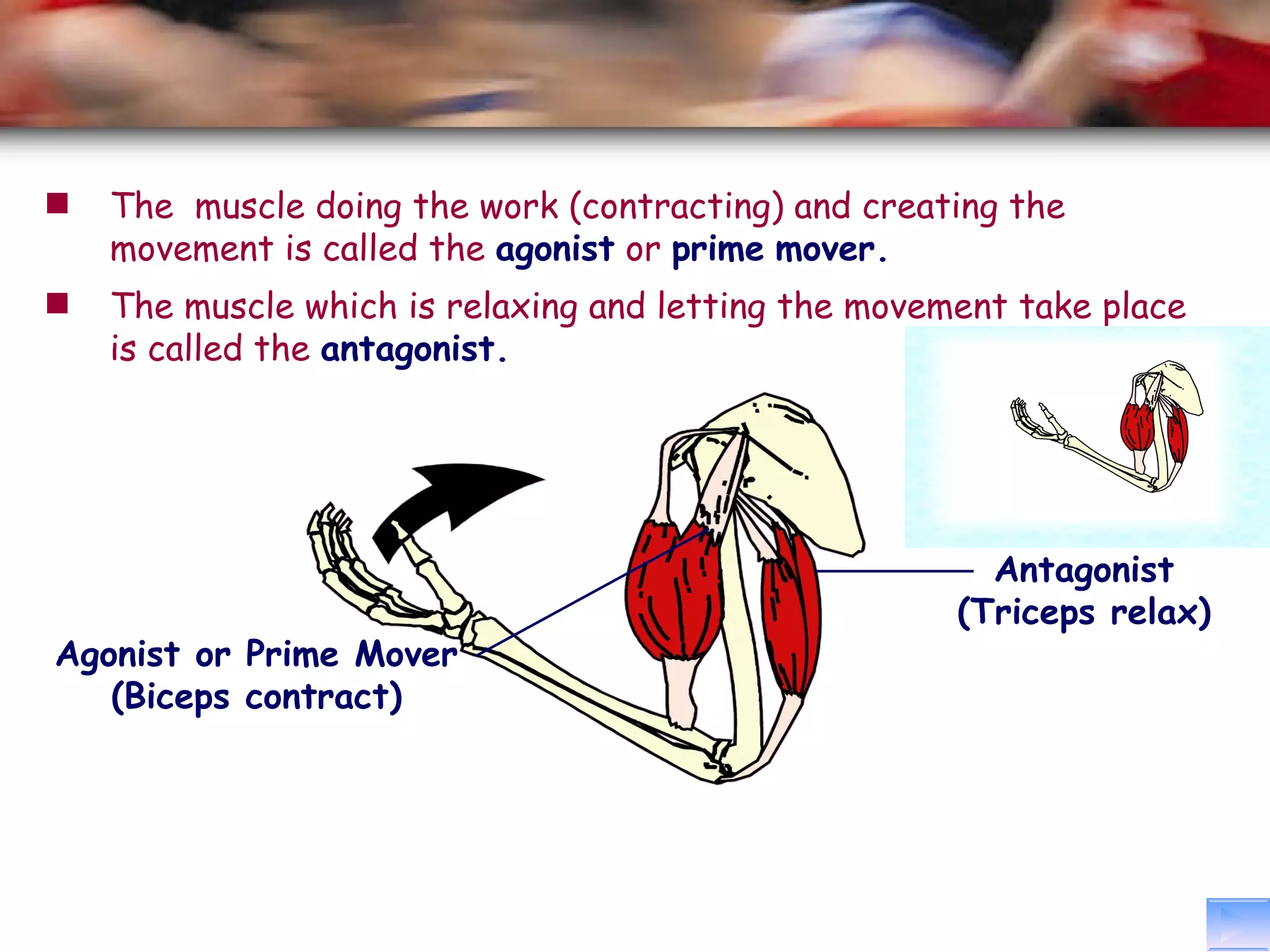 Session 12 (muscle contractions) | PPT