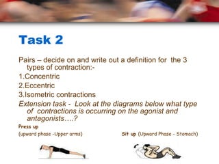 Session 12 (muscle contractions) | PPT