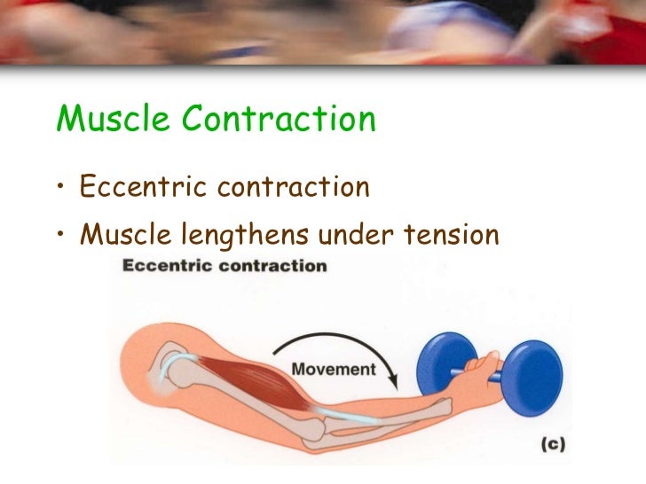 Session 12 (muscle contractions)