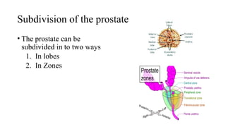 Session 14- Benign prostate hyperplasia(BPH).pptx